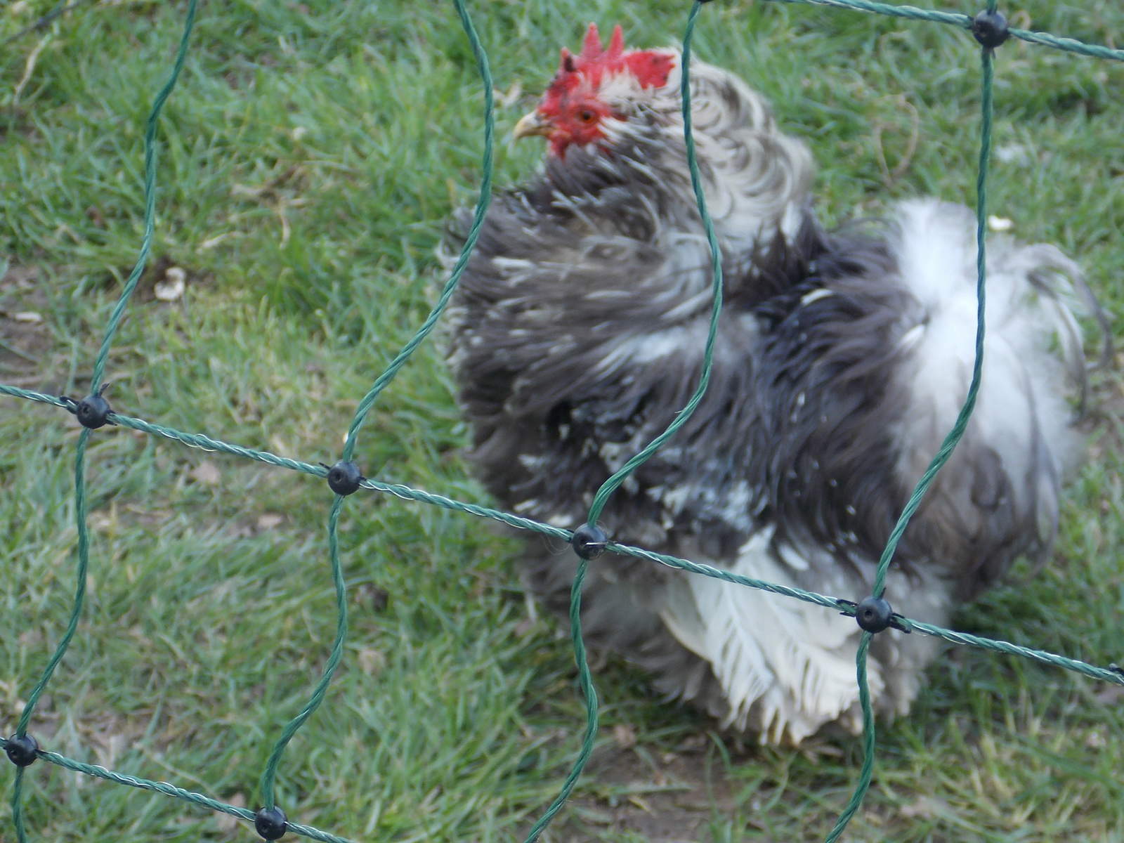 Frizzle For Sale | Chickens | Breed Information | Omlet