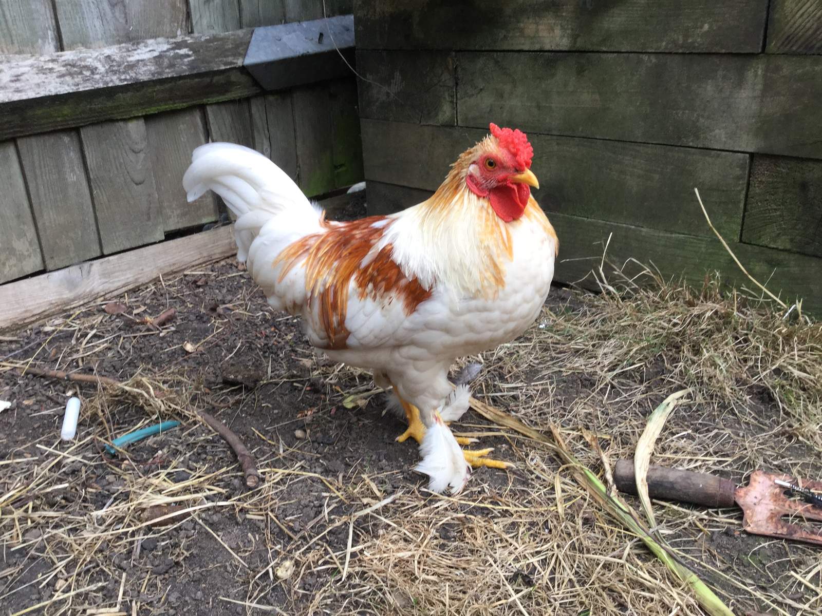 Dutch Bantam For Sale | Chickens | Breed Information | Omlet