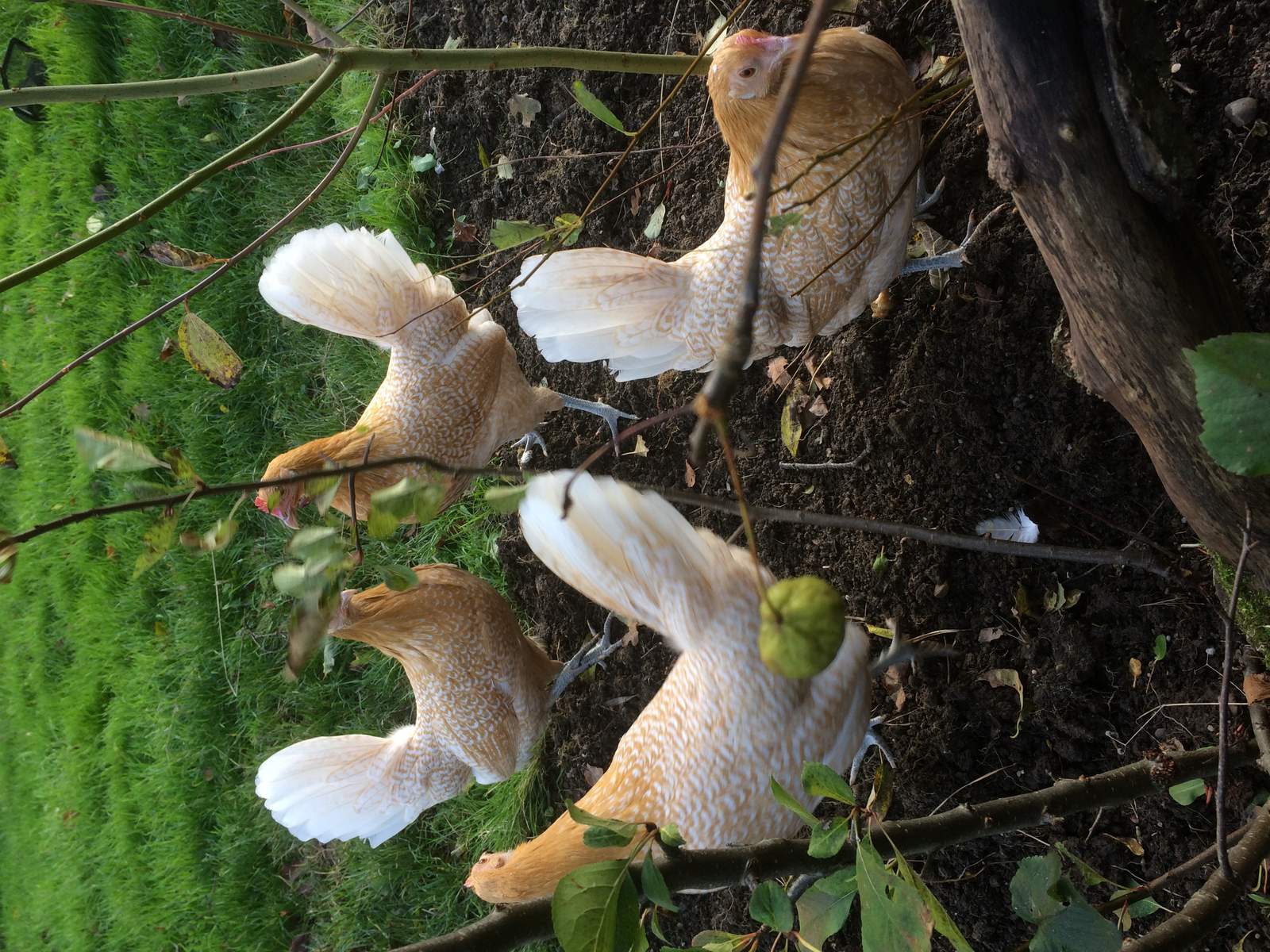 Friesian For Sale | Chickens | Breed Information | Omlet