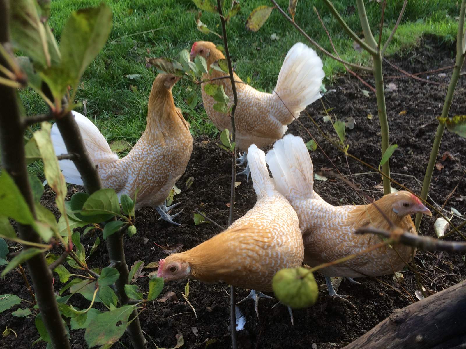 Friesian For Sale | Chickens | Breed Information | Omlet