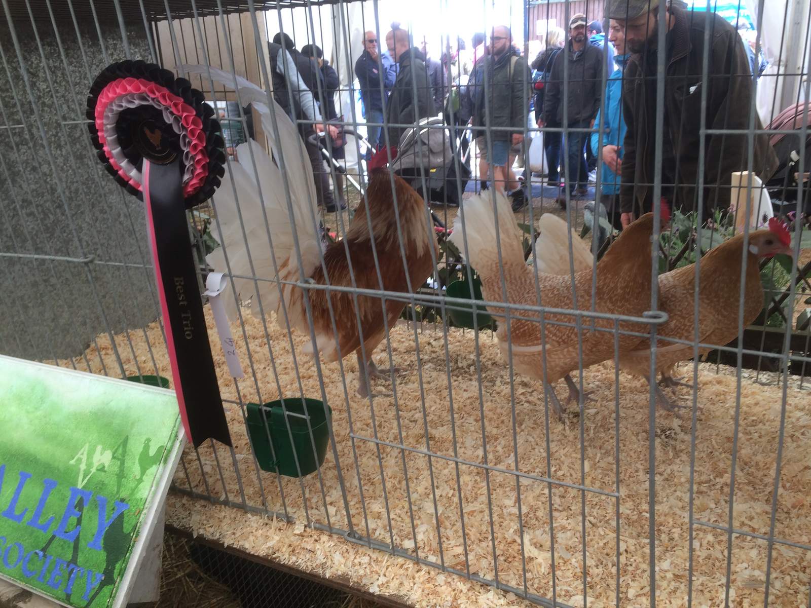 Friesian For Sale | Chickens | Breed Information | Omlet