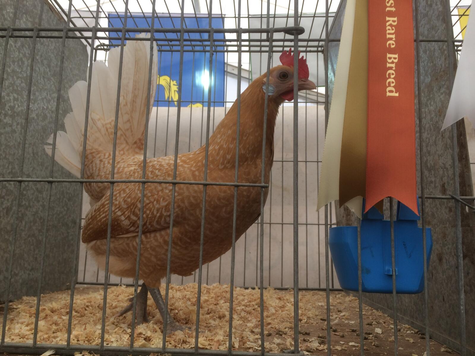 Friesian Chickens | Friesian For Sale | Chicken Breeds