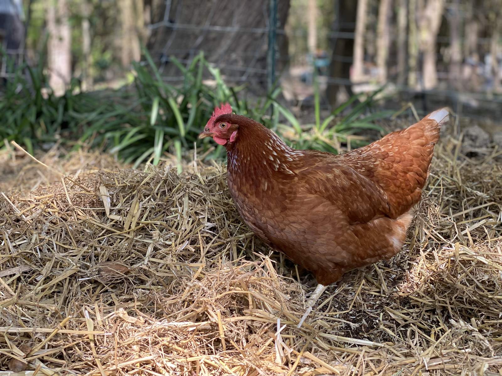 Gingernut Ranger Chickens | Gingernut Ranger For Sale