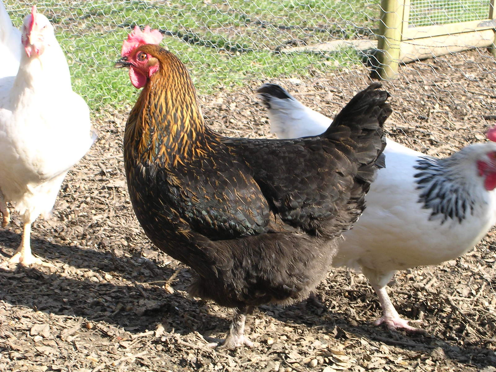 Miss Pepperpot For Sale | Chickens | Breed Information | Omlet