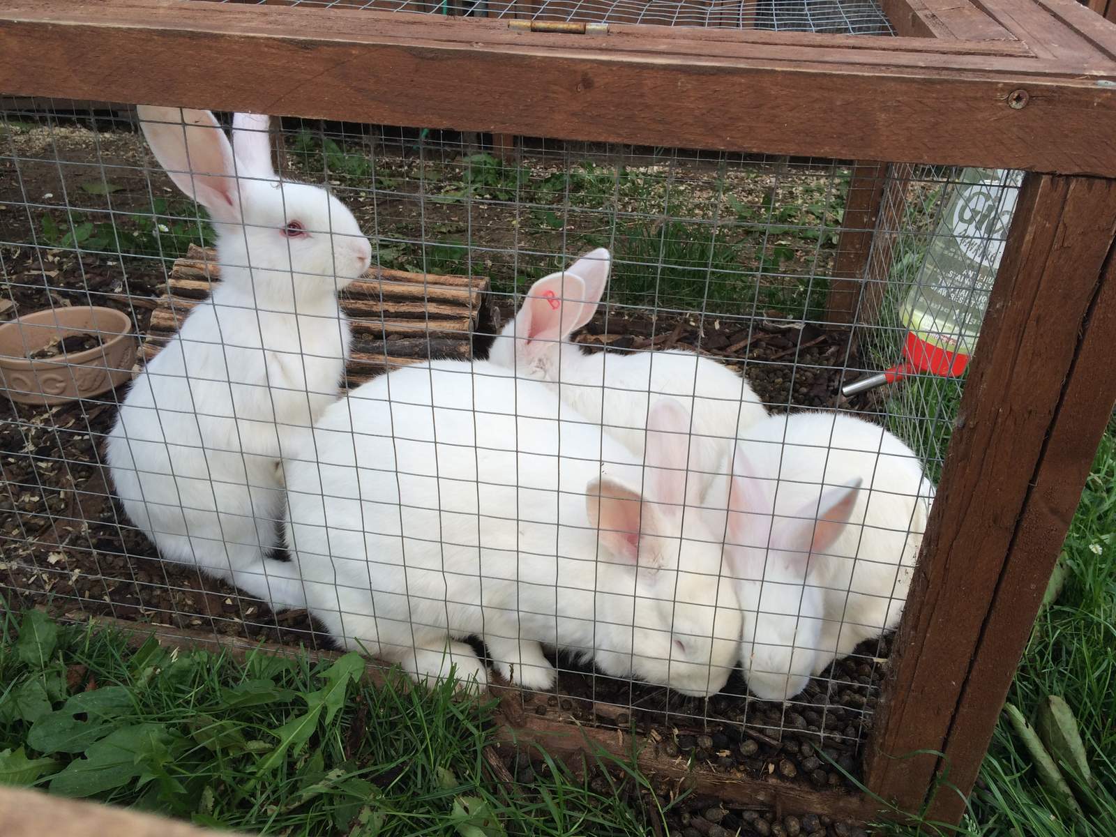 Rabbits | Breed Information | Omlet