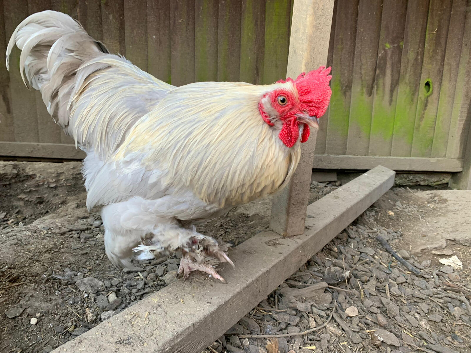 Pekin Bantam Chickens | Pekin Bantam For Sale | Chicken Breeds