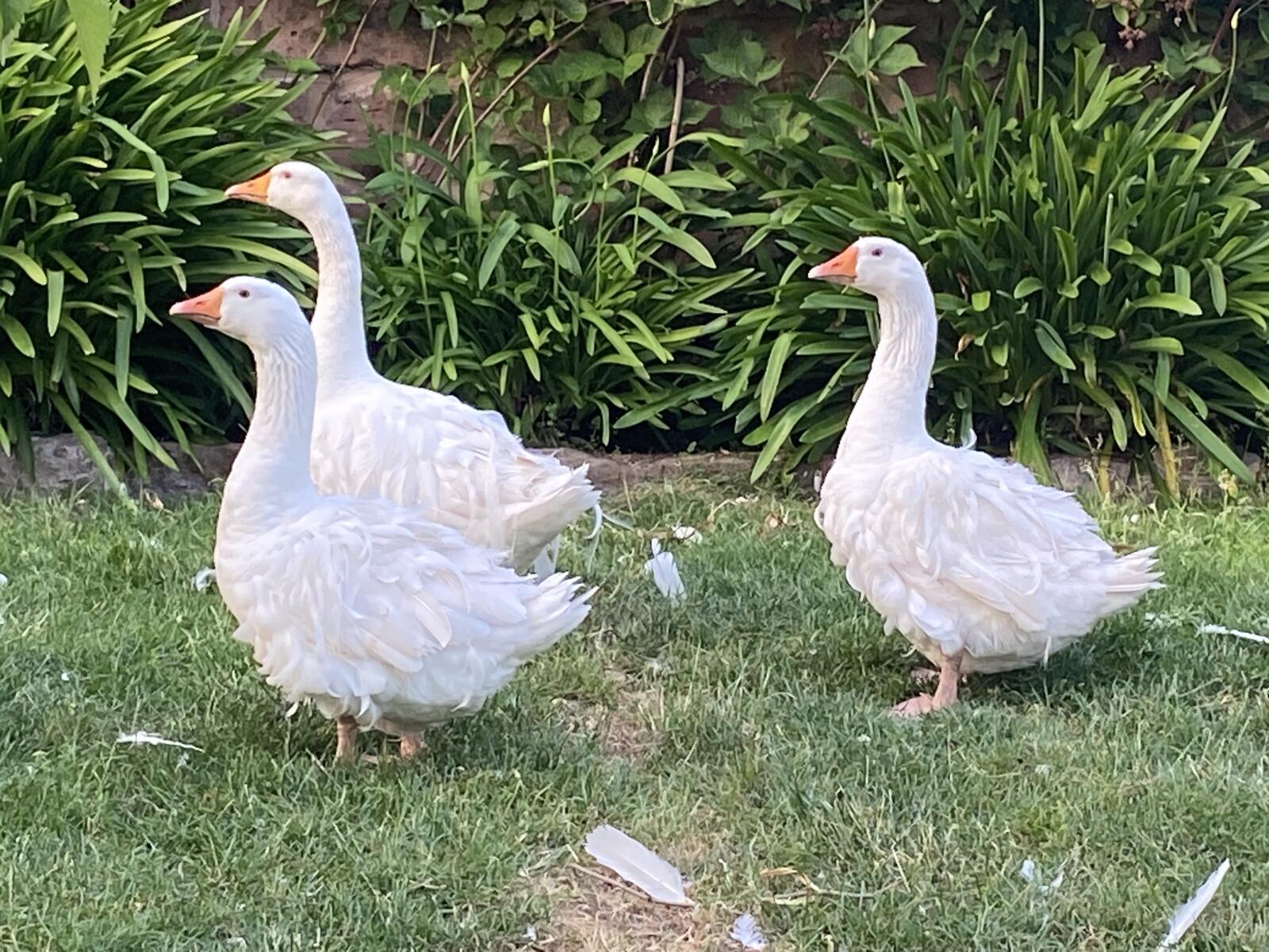Geese | Breed Information | Omlet