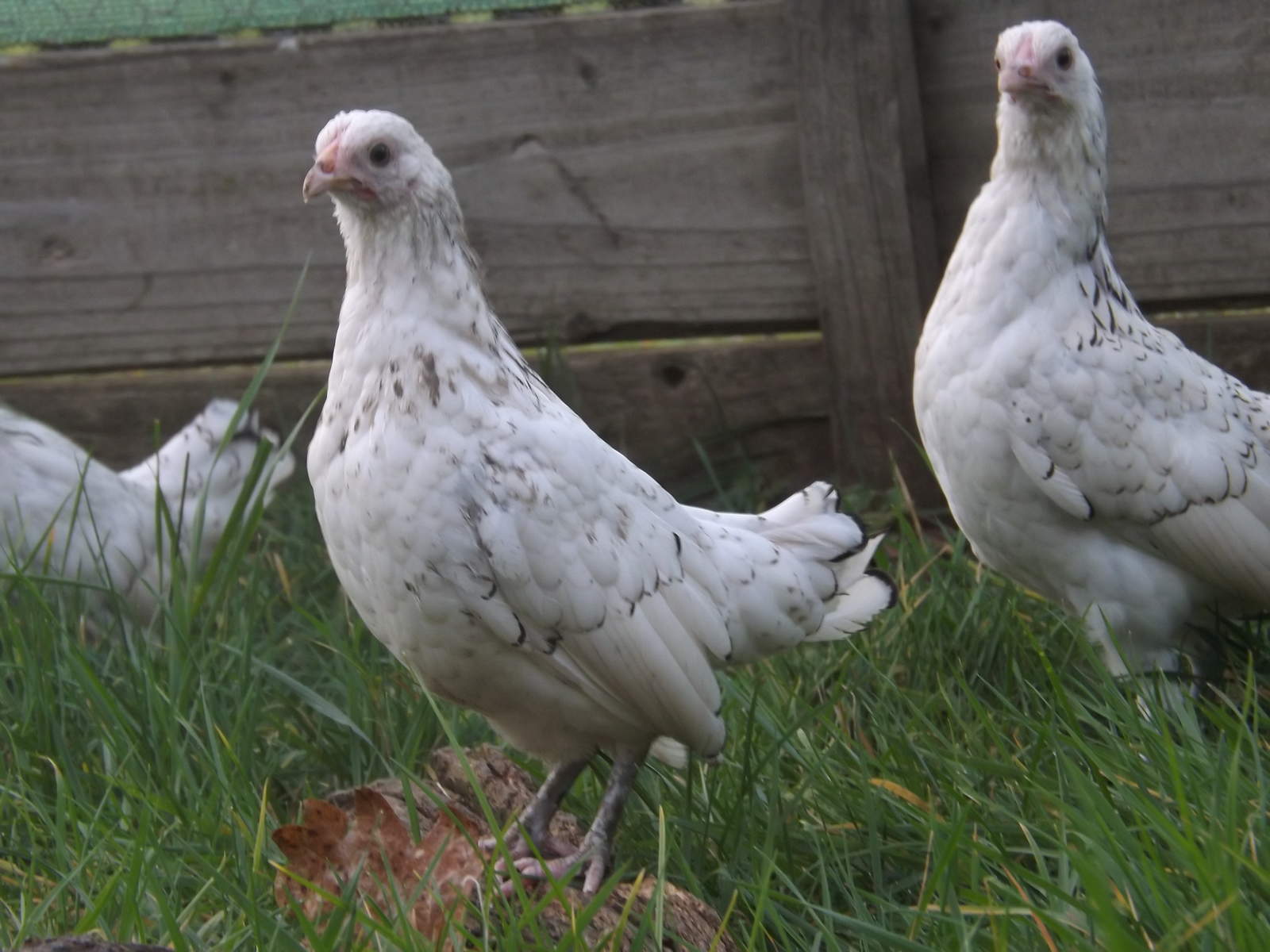 Sebright For Sale | Chickens | Breed Information | Omlet