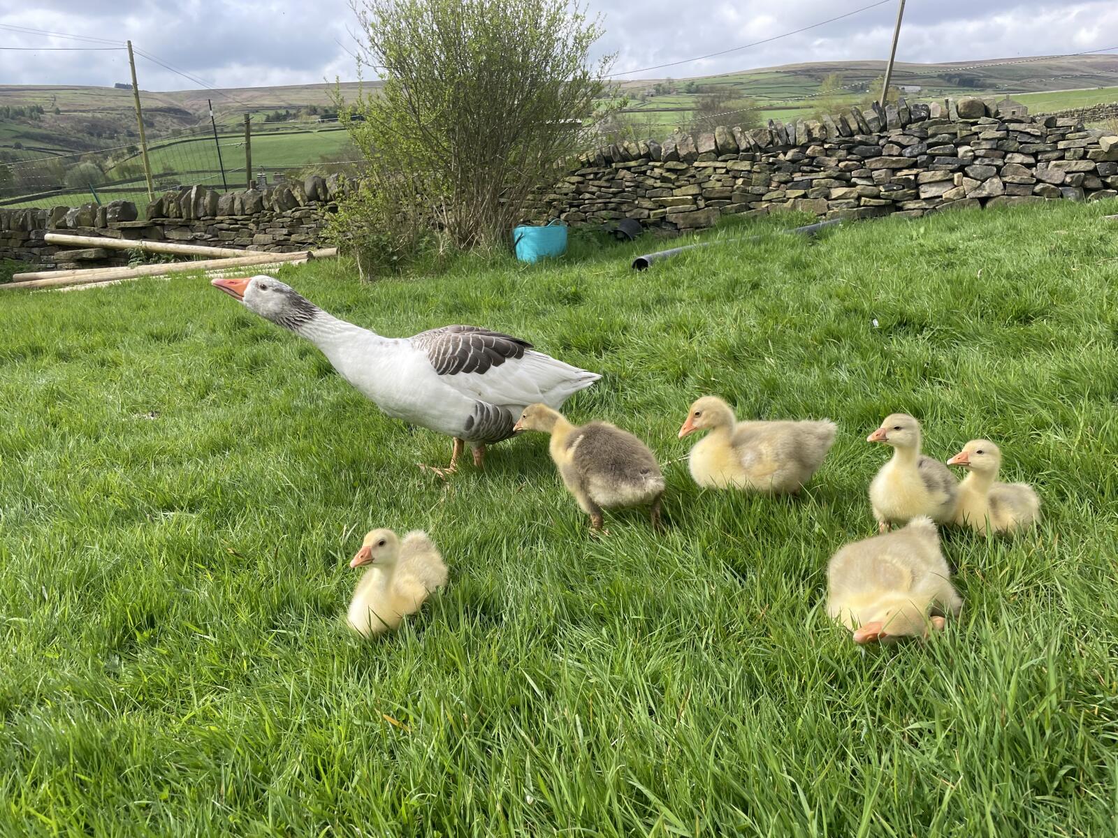 Shetland Geese | Shetland For Sale | Goose Breeds