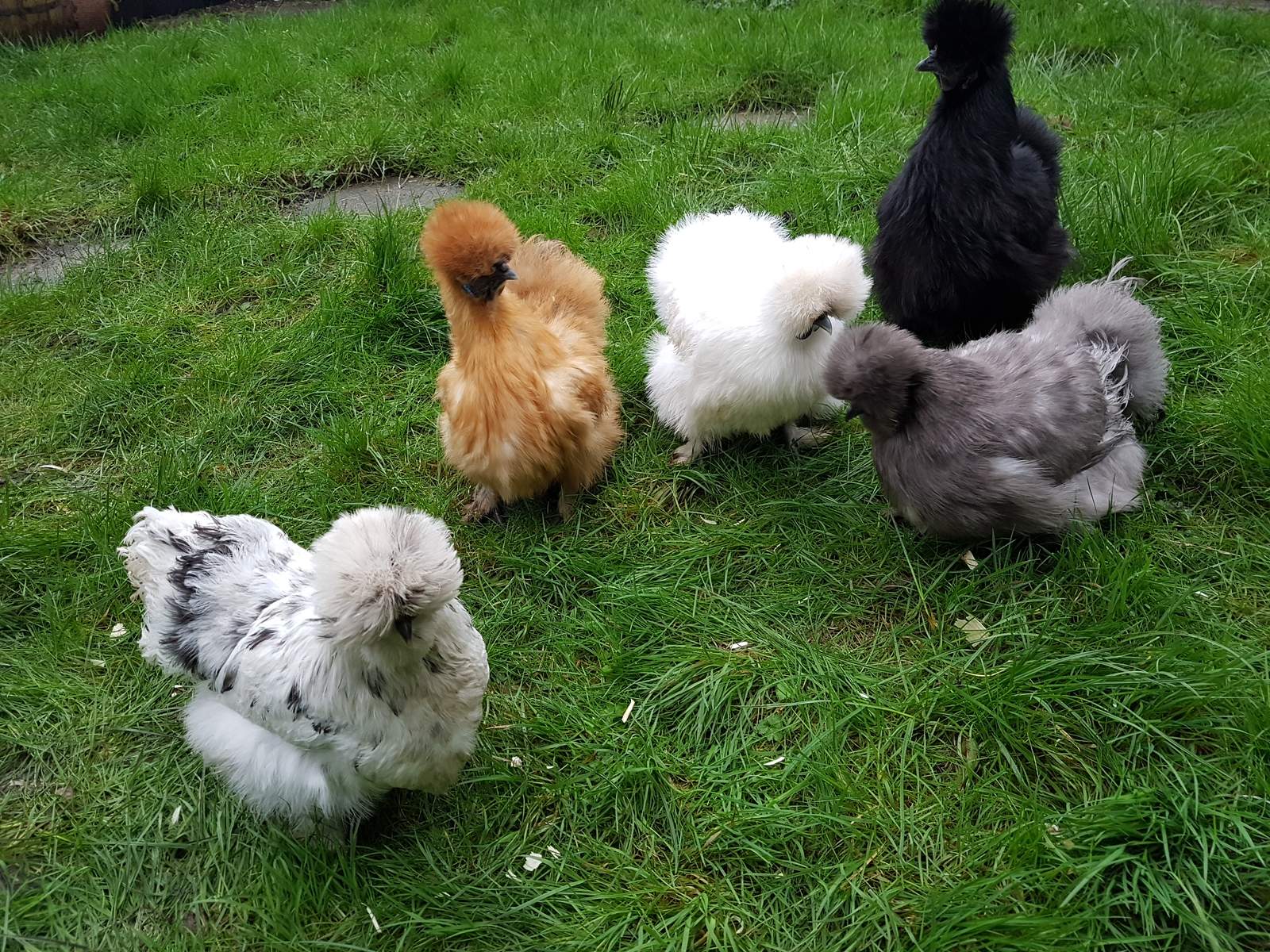 Silkie Chickens | Silkie For Sale