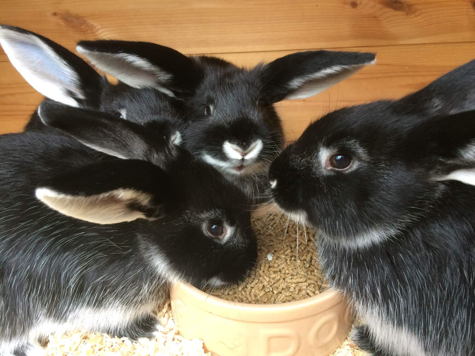 Silver Fox For Sale | Rabbits | Breed Information | Omlet