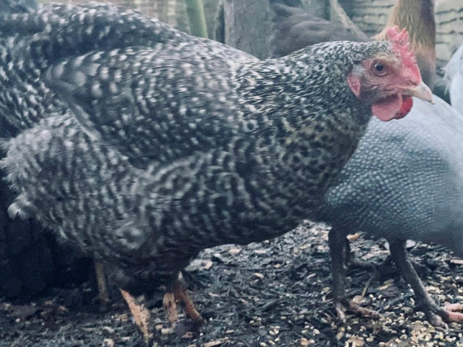 Speckledy Chickens | Speckledy For Sale | Chicken Breeds