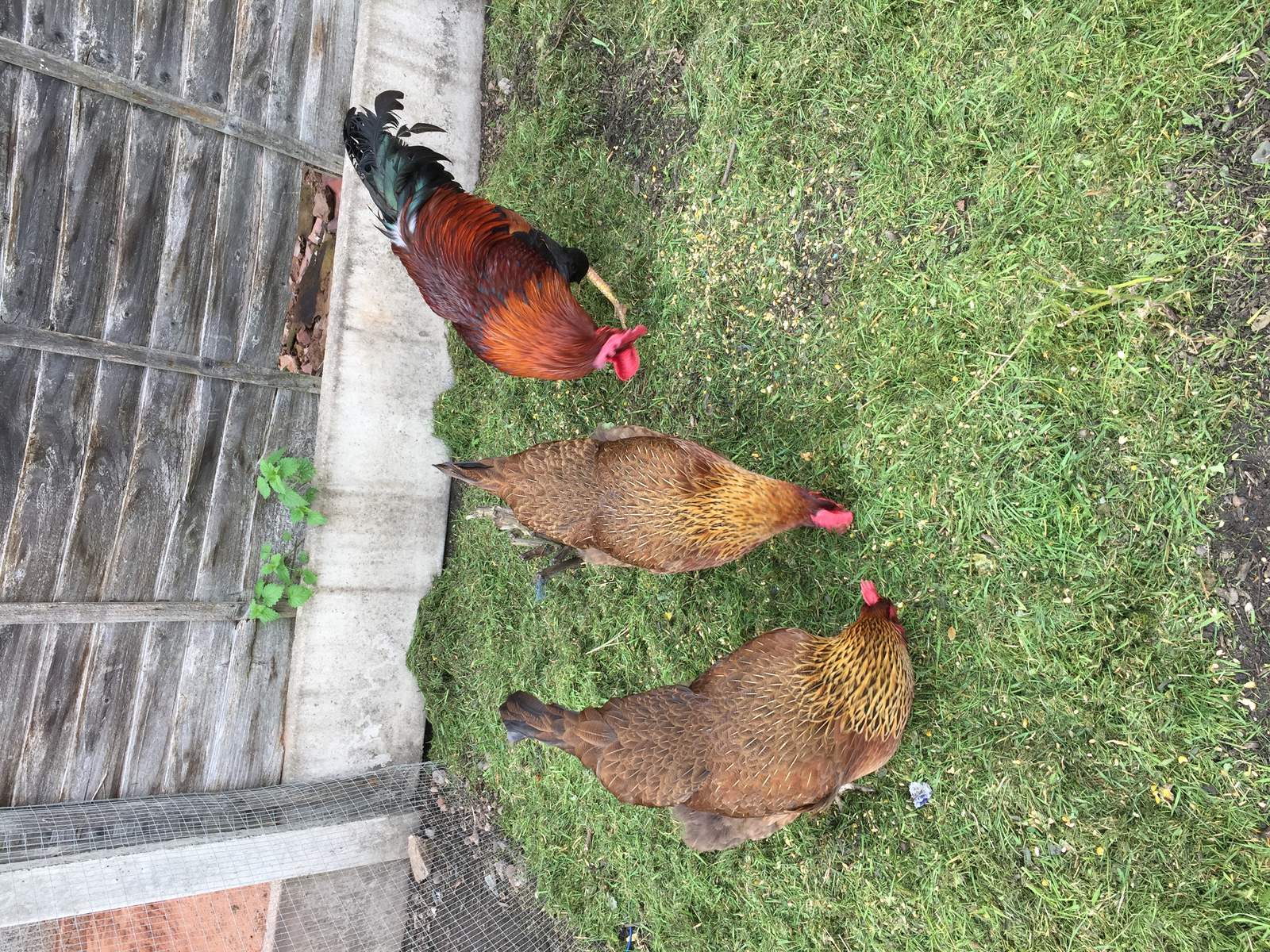 Welsummer For Sale | Chickens | Breed Information | Omlet