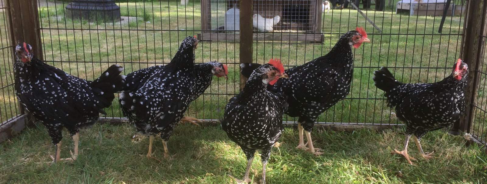 Ancona For Sale | Chickens | Breed Information | Omlet