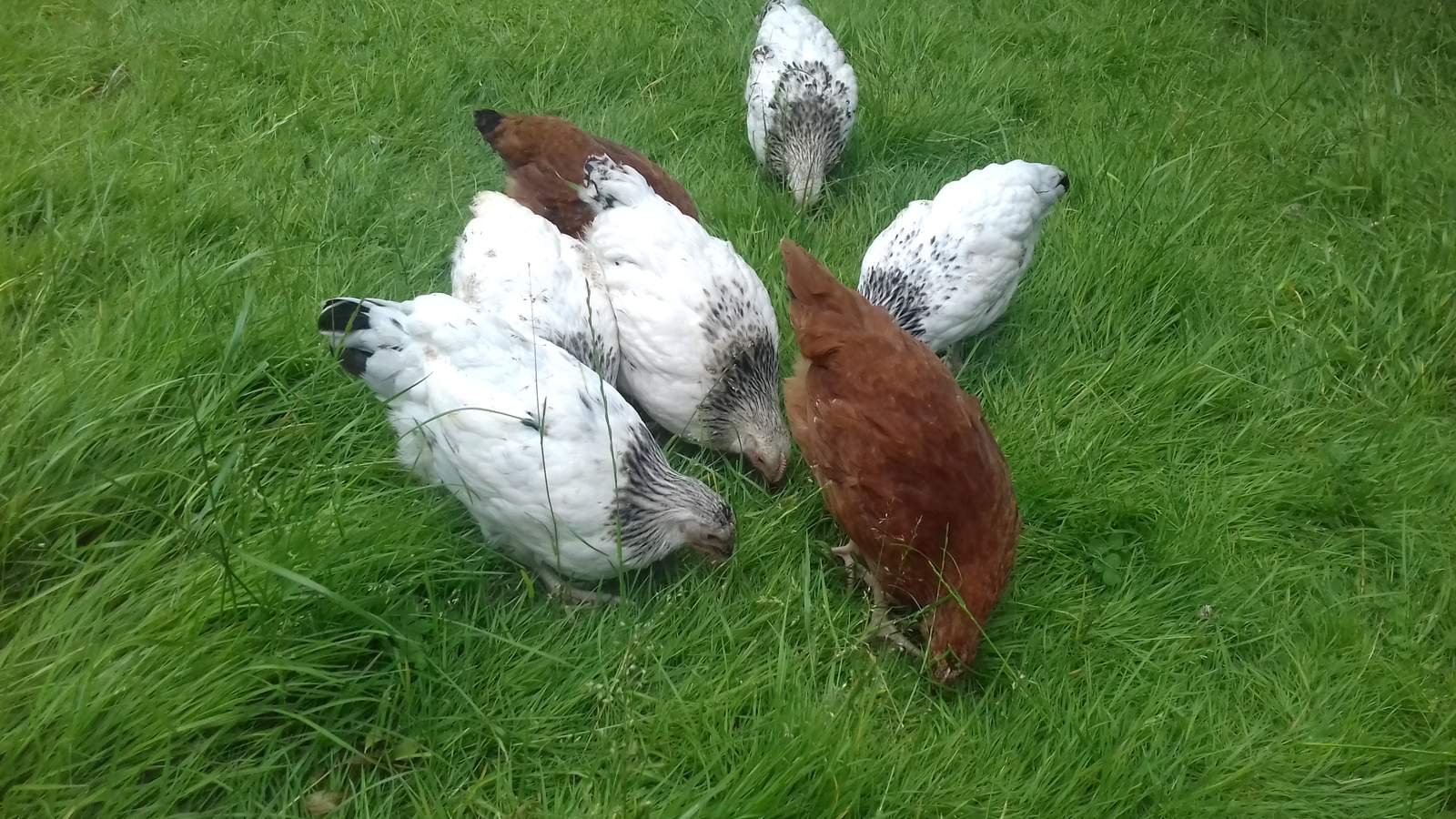 Hybrid For Sale | Chickens | Breed Information | Omlet