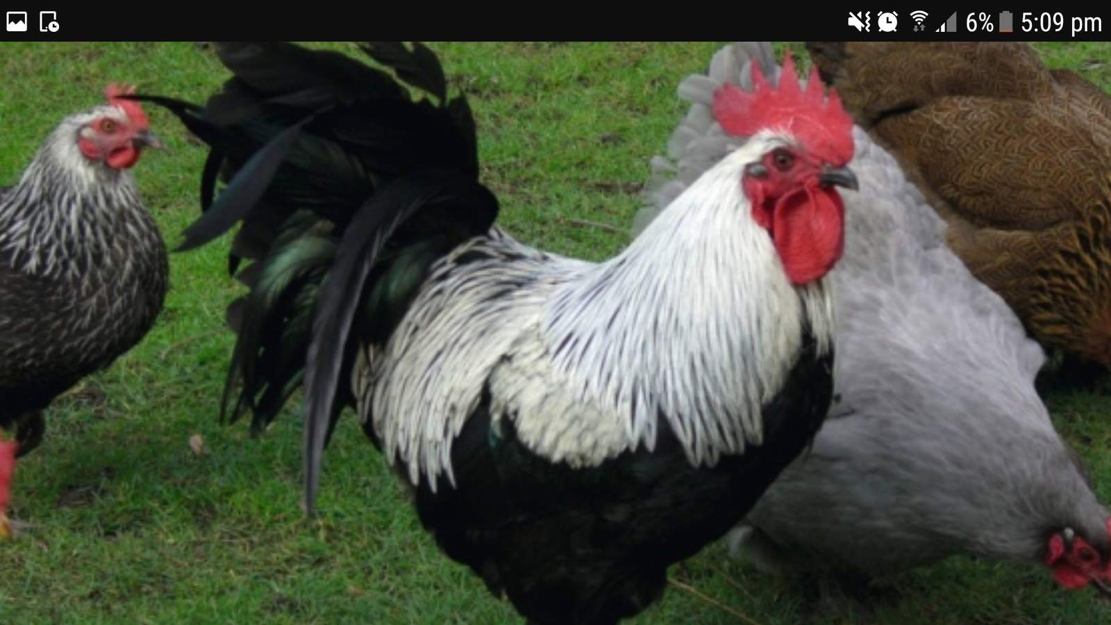 Norfolk Grey For Sale | Chickens | Breed Information | Omlet