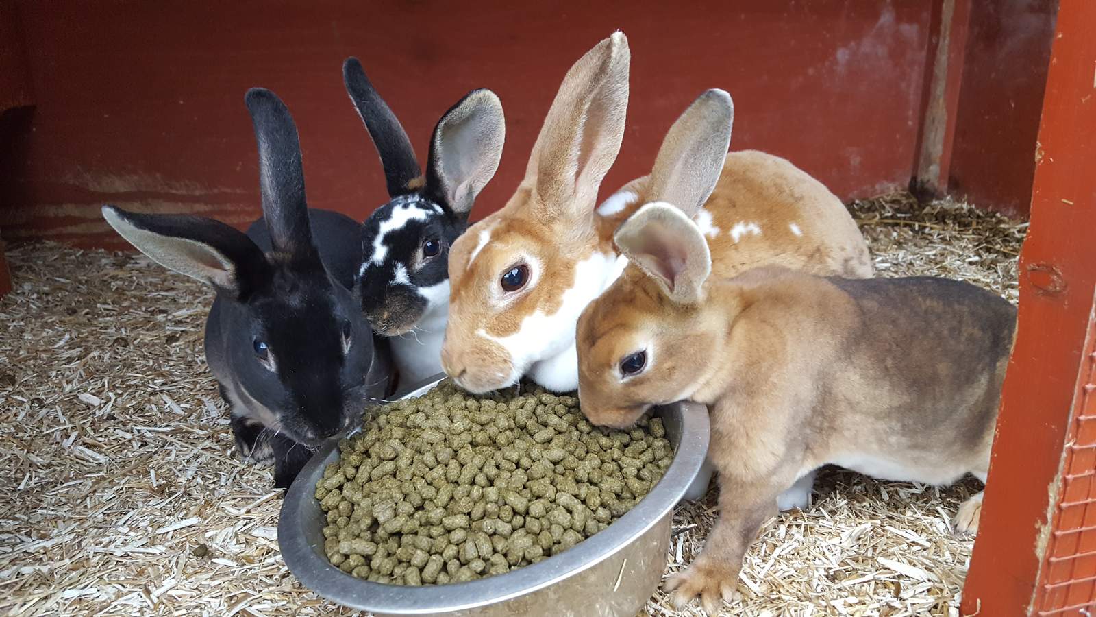 Rabbits | Breed Information | Omlet