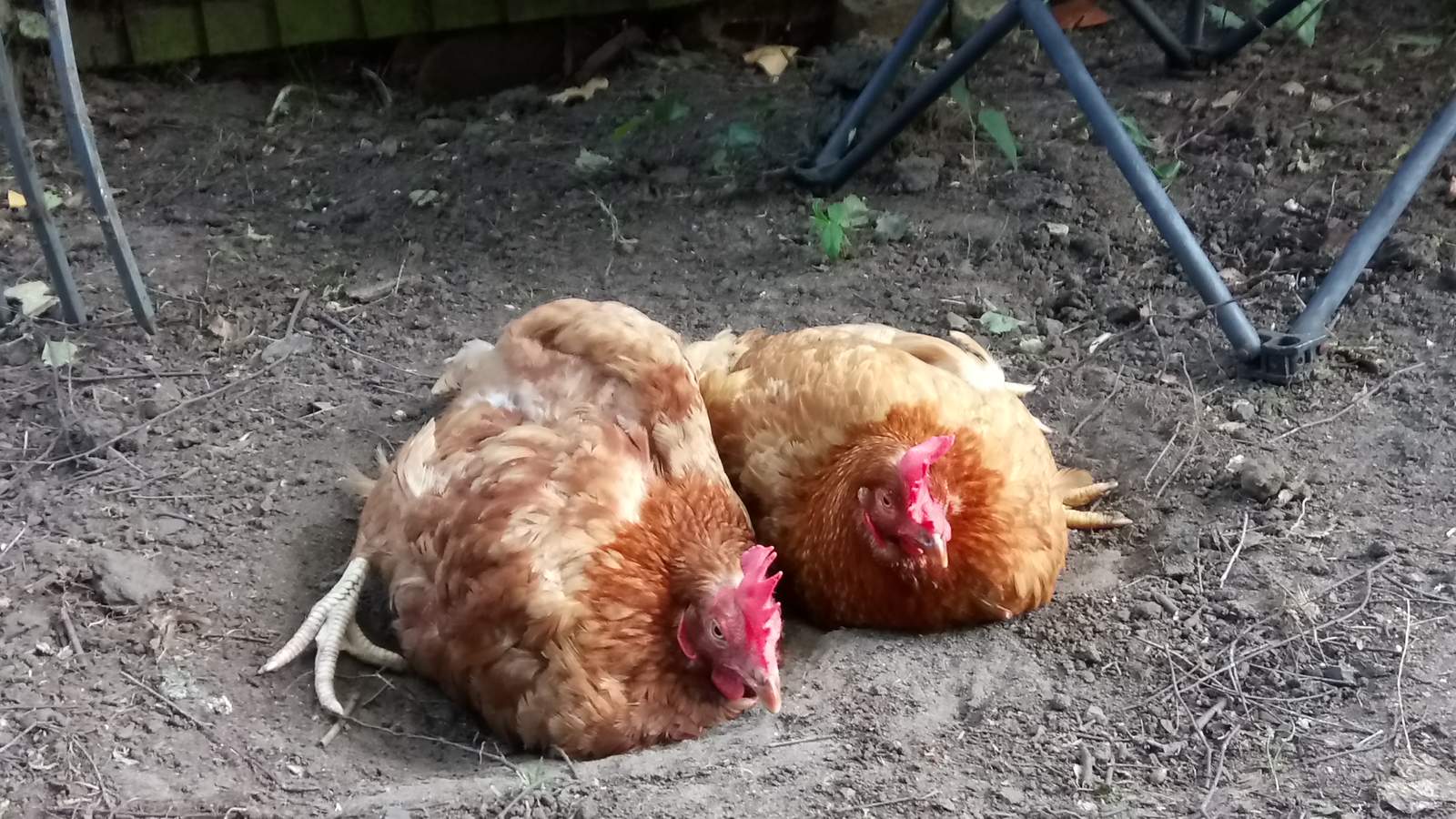 Rhode Island Red For Sale | Chickens | Breed Information | Omlet