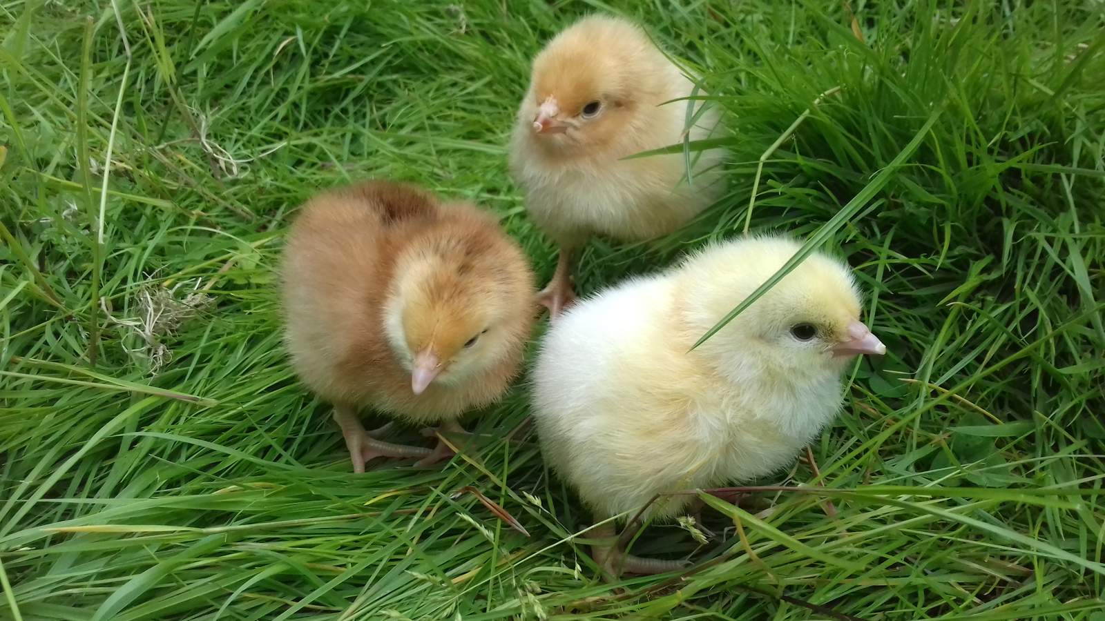 Sussex For Sale | Chickens | Breed Information | Omlet
