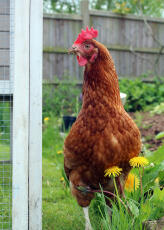 Ex-Battery Hen Chickens | Ex-Battery Hen For Sale | Chicken Breeds