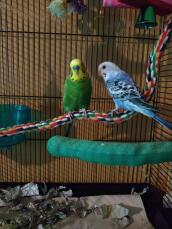 Normal Budgie Behaviour | Budgie Behaviour | Budgies | Guide | Omlet UK