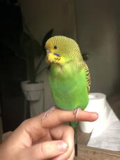 Normal Budgie Behaviour | Budgie Behaviour | Budgies | Guide | Omlet UK