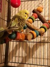 Normal Budgie Behaviour | Budgie Behaviour | Budgies | Guide | Omlet UK
