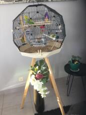Geo Bird Cage | The Beautiful Geodesic Budgie Cage | Omlet