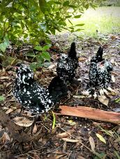 Chickens | Guide | Omlet UK