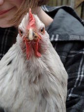 Cochin Chickens | Cochin For Sale | Chicken Breeds