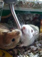 About Gerbils | Gerbils | Guide | Omlet UK