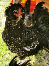 Houdan Chickens | Houdan For Sale | Chicken Breeds
