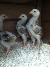 Malay Chickens | Malay For Sale | Chicken Breeds