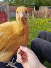 Orpington Chickens | Orpington For Sale | Chicken Breeds