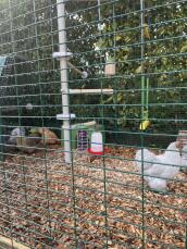 PoleTree Customisable Chicken Perch | Fun for the Whole Flock! | Omlet