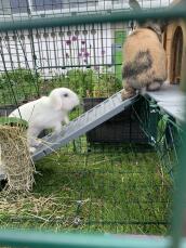 Zippi Rabbit Platforms for Zippi Runs | Omlet