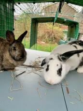 Zippi Rabbit Platforms for Zippi Runs | Omlet