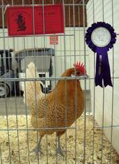 Friesian For Sale | Chickens | Breed Information | Omlet
