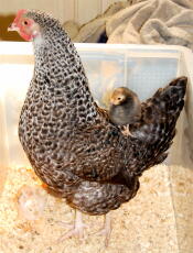 Speckledy Chickens | Speckledy For Sale | Chicken Breeds