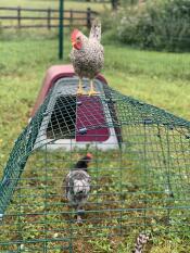 Eglu Go Chicken Coop | Plastic Chicken House for 2-4 Birds | Omlet