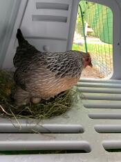 Eglu Go Chicken Coop | Plastic Chicken House for 2-4 Birds | Omlet