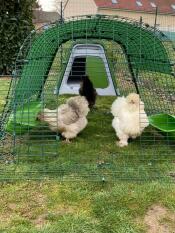 Eglu Go Chicken Coop | Plastic Chicken House for 2-4 Birds | Omlet