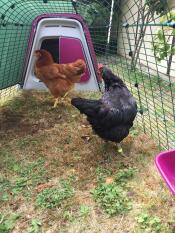 Eglu Go Chicken Coop | Plastic Chicken House for 2-4 Birds | Omlet