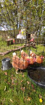Chicken Fencing | Poultry Netting for Chickens | Omlet