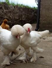 Sultan Chickens | Sultan For Sale | Chicken Breeds