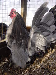Booted Bantam For Sale | Chickens | Breed Information | Omlet