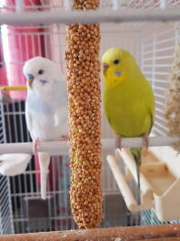 Budgie Varieties | Varieties and Types | Budgies | Guide | Omlet UK