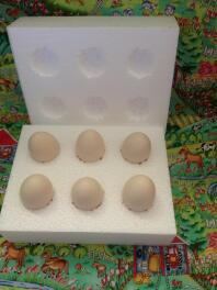 Hatching And Rearing Your Own Chicks | Eggs | Chickens | Guide | Omlet UK