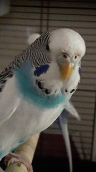 Introduction To Budgies | Budgies | Guide | Omlet UK