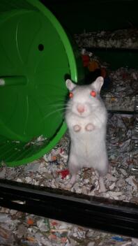 About Gerbils | Gerbils | Guide | Omlet UK